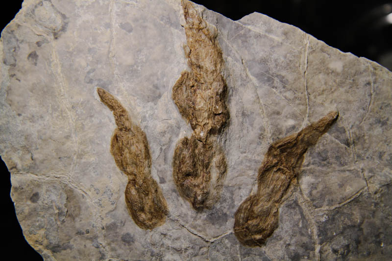 Dinosaur Footprint Grallator – The Living Fossil Gallery